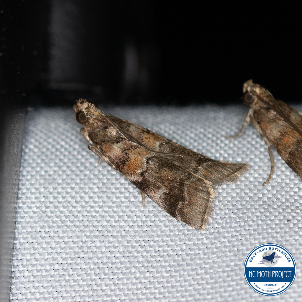 Southern Pine Coneworm Moth from Robertson Millpond Preserve, 6333 ...