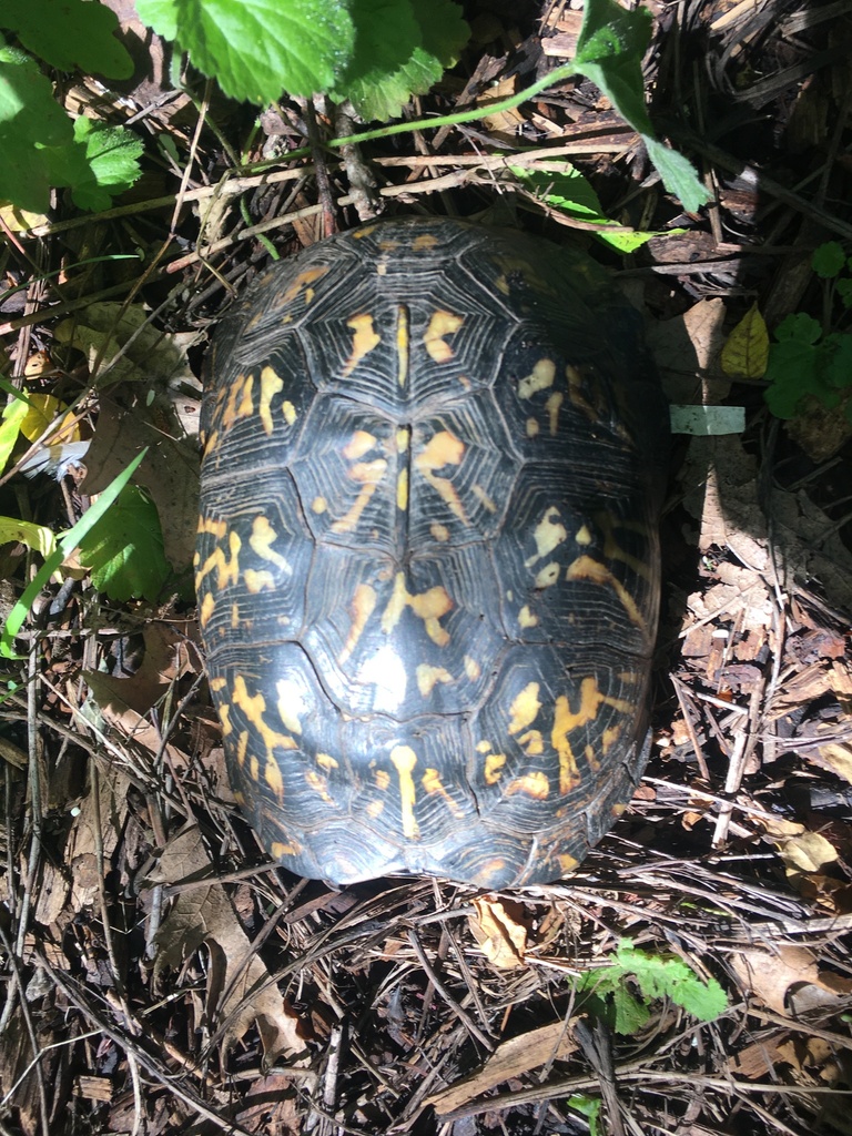 Common Box Turtle in June 2024 by janice1956 · iNaturalist