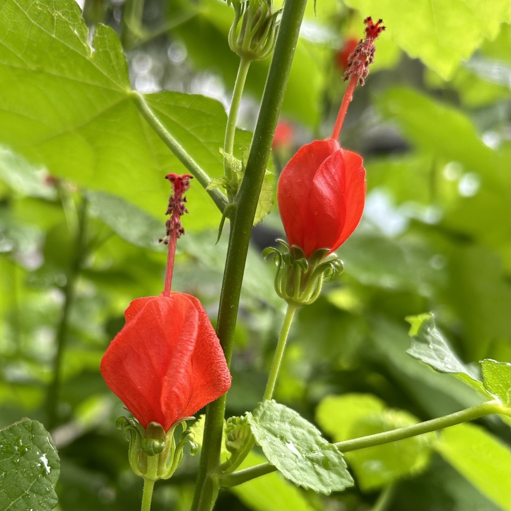 Drummond wax mallow from Beach Blvd, Biloxi, MS, US on June 6, 2024 at ...