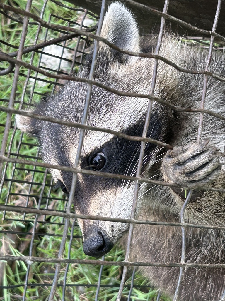 Common Raccoon from Colchester, VT, US on June 6, 2024 at 11:10 AM by ...