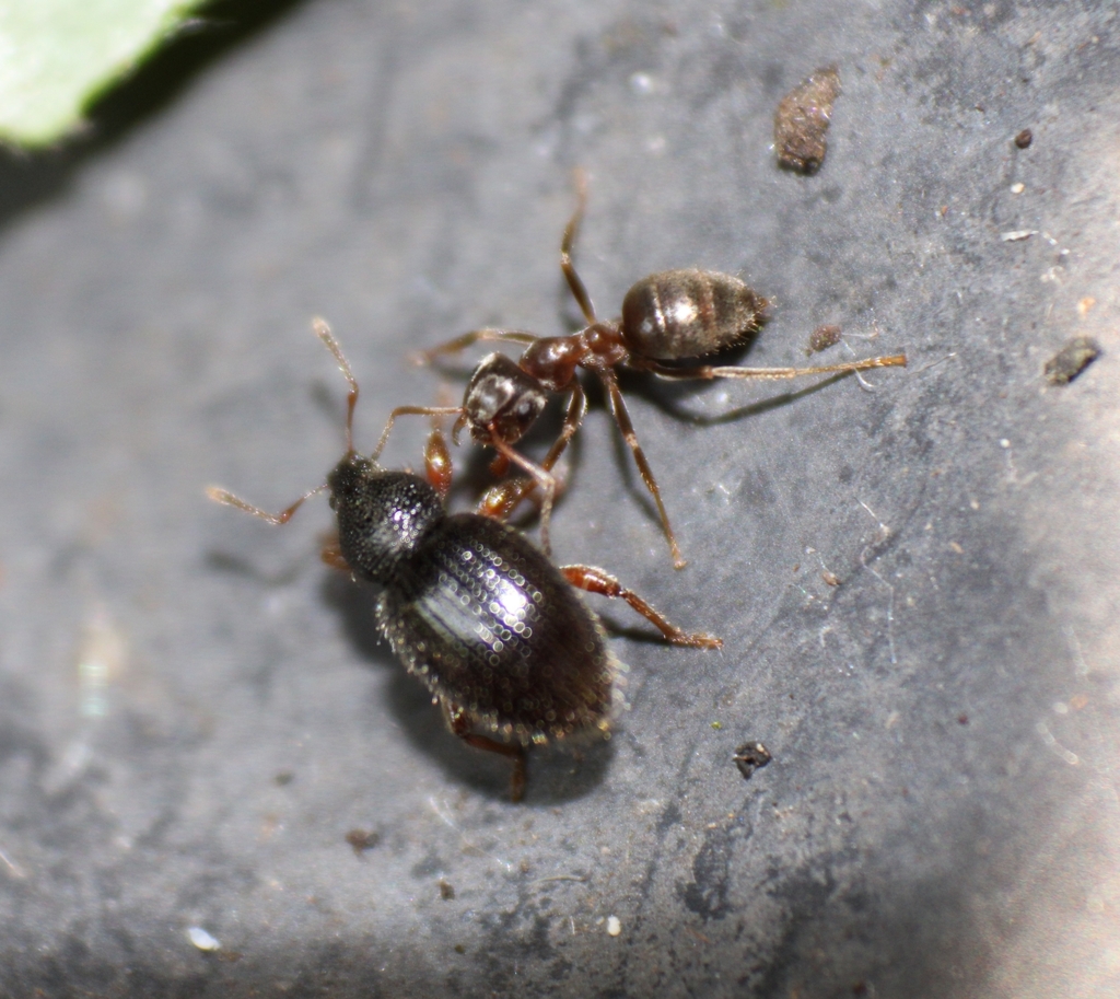 Hairy Spider Weevil in June 2024 by Jai. Black Garden Ants seem to be ...
