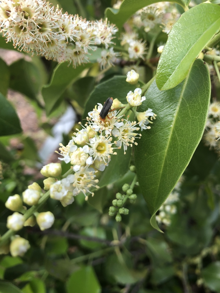 Cantharinae from 9330 Burr St, Oakland, CA, US on May 17, 2019 at 10:28 ...