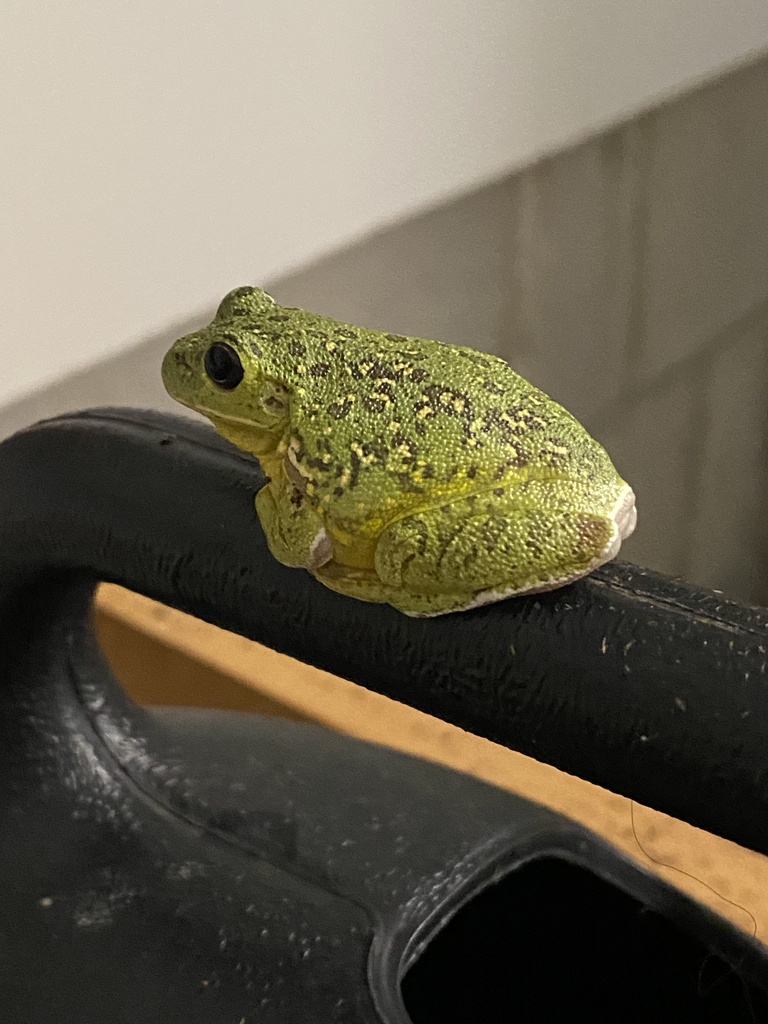 Barking Treefrog in September 2020 by Randy · iNaturalist