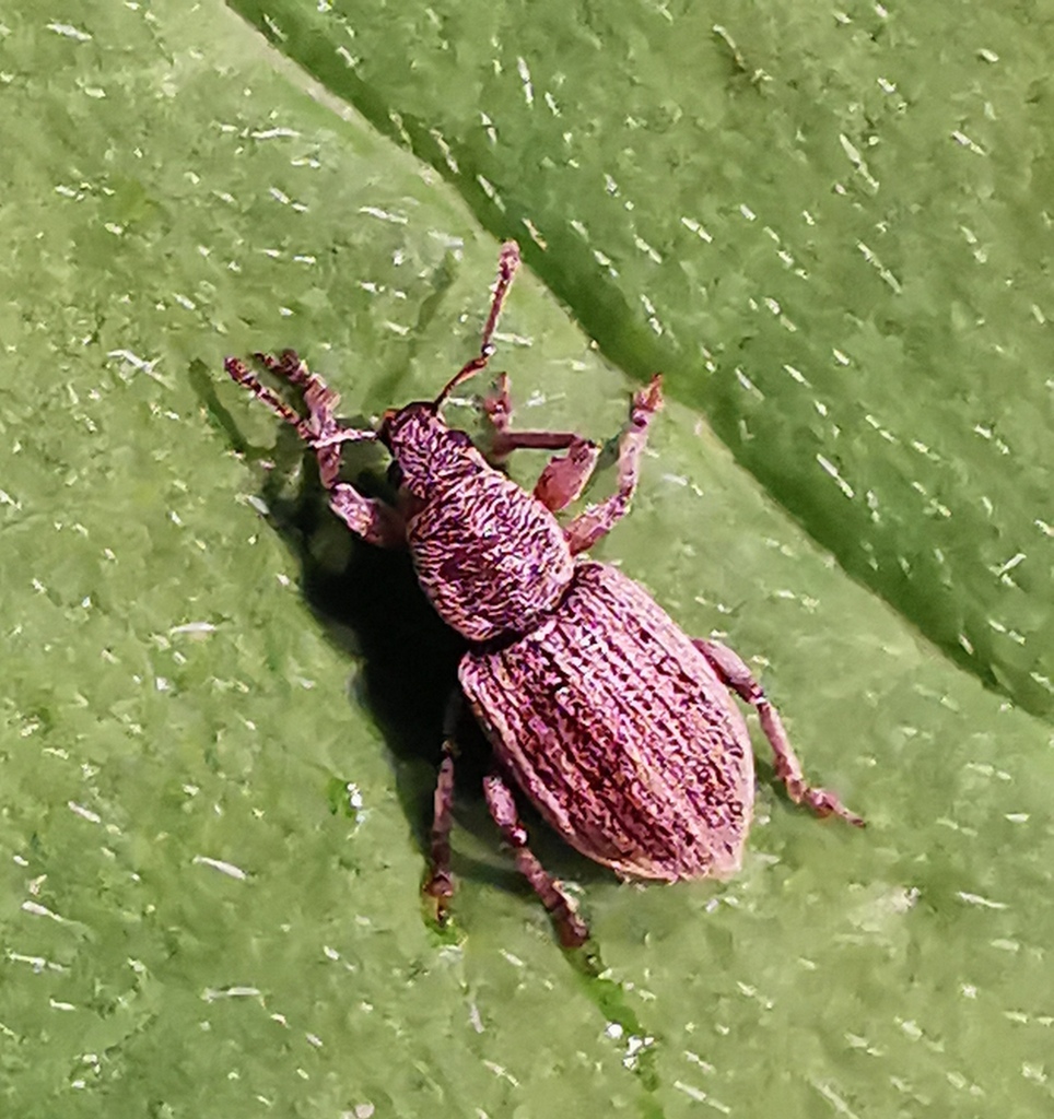 Polydrusus marginatus from 55270 Ober-Olm, Deutschland on June 4, 2024 ...