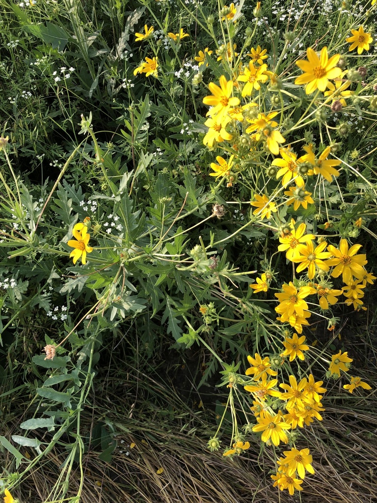 Engelmann daisy from High Plains Ct, Fort Worth, TX, US on May 8, 2024 ...