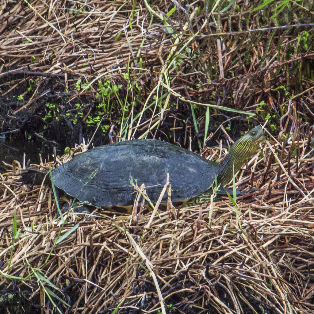 Common thread turtle from 709台灣台南市安南區 on June 6, 2024 at 02:31 PM by ...