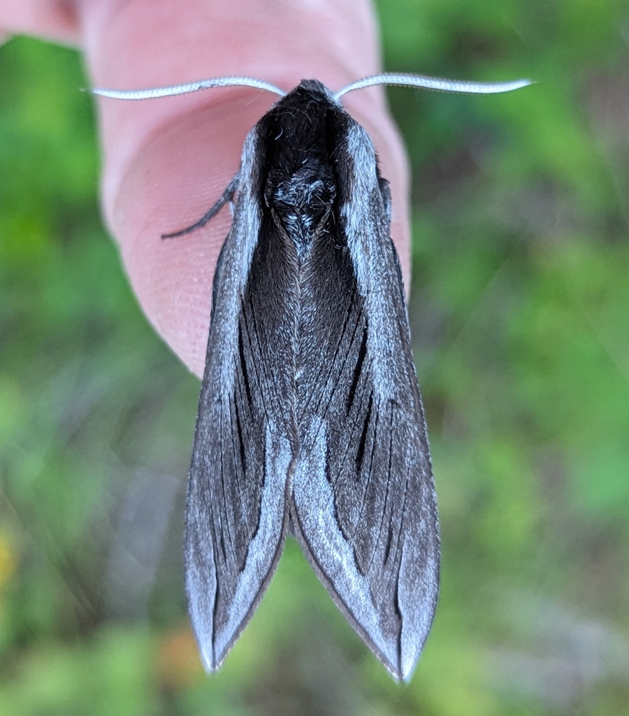 Vashti Sphinx from Canyon, BC V0B 1C1, Canada on June 6, 2024 at 06:10 ...