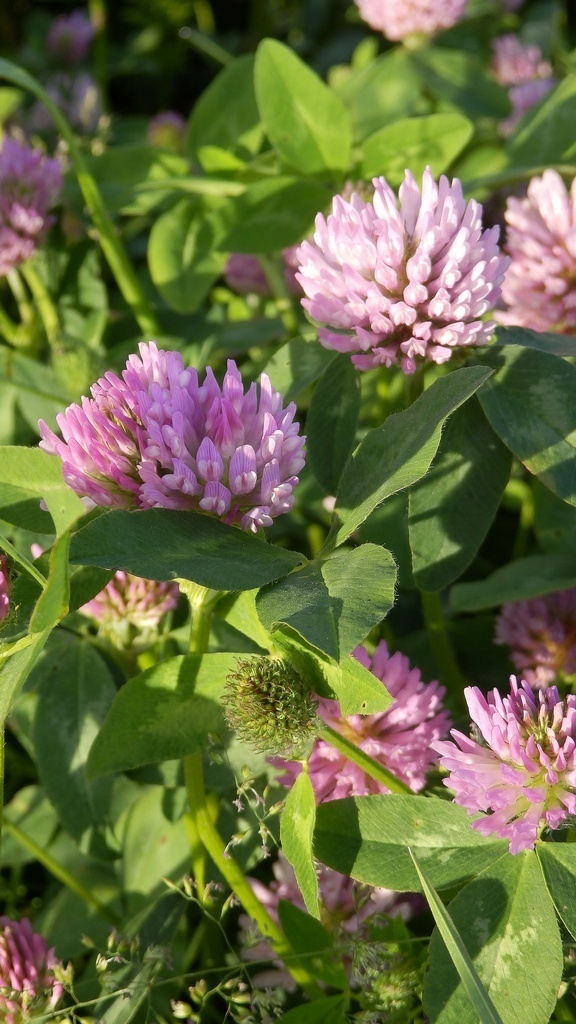 Red Clover from Česká Lípa, Česko on June 13, 2013 at 07:30 AM by ...