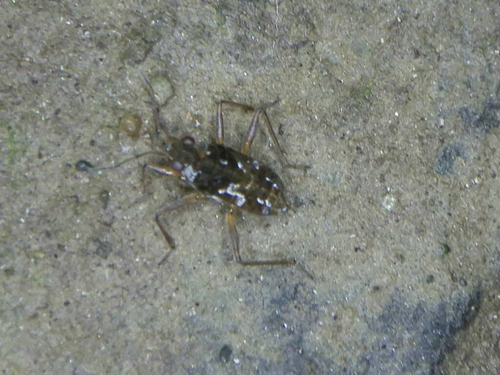 Microvelia americana from Erie County, PA, USA on May 31, 2024 at 09:11 ...