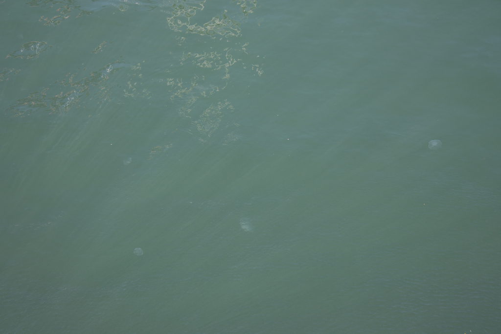 Asian moon jellyfish from Sydney NSW, Australia on October 26, 2012 at ...