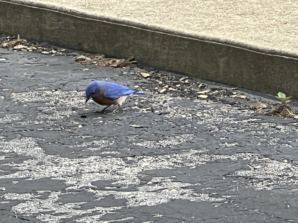 Eastern Bluebird from Canyon Club Ln, Piedmont, MO, US on May 29, 2024 ...