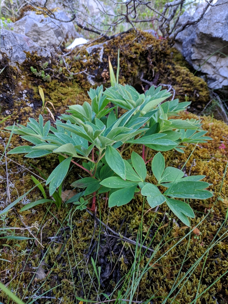 (Paeonia officinalis microcarpa) - Botanical Realm