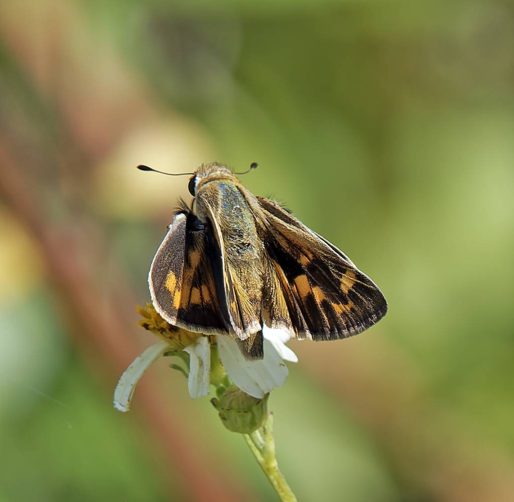 Fiery Skipper from CREW Bird Rookery, Corkscrew, FL, USA on June 6 ...