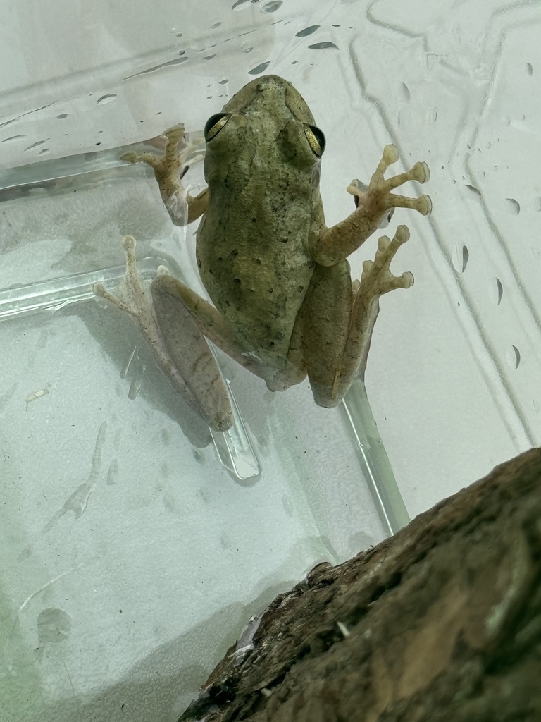 Cuban Tree Frog from Toomin Dr, Neptune, NJ, US on June 6, 2024 at 03: ...