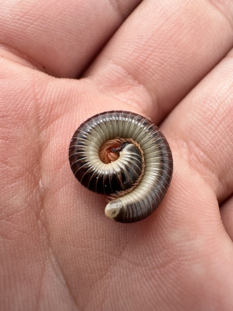 Florida Ivory Millipede from Conservation Levee Greenway, Fort ...
