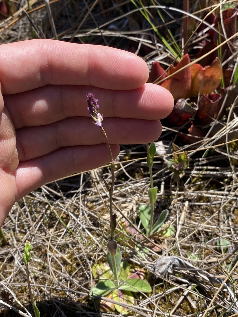 plants from Bruce Peninsula National Park, Northern Bruce Peninsula, ON ...