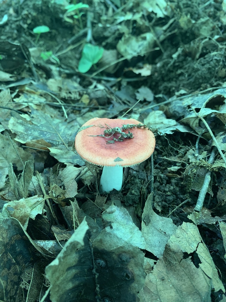 brittlegills from Hoosier National Forest, Marengo, IN, US on June 06 ...