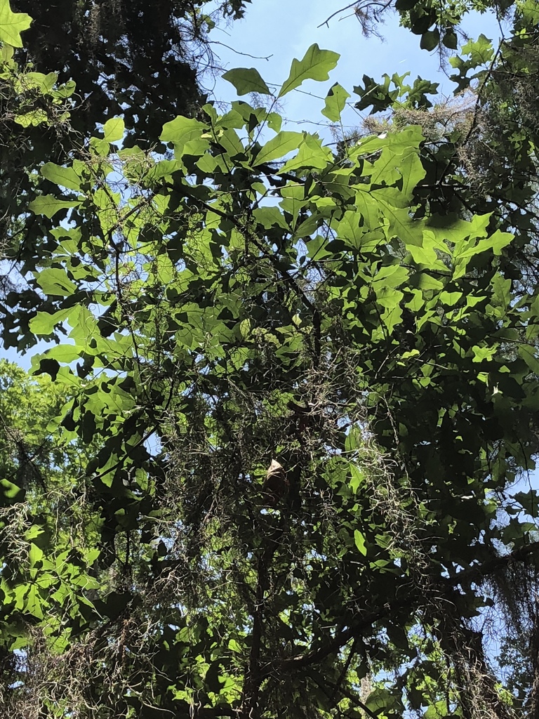 Bluff Oak from 36875, Seale, AL, US on May 17, 2019 at 01:32 PM by ...