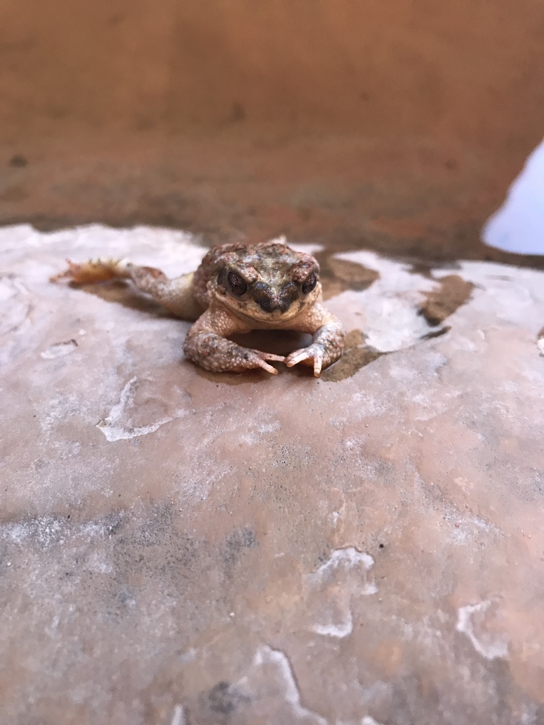 Red-spotted Toad from Washington County, US-UT, US on May 17, 2019 at ...