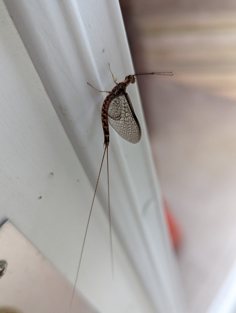 Giant Mayflies from Lake Huron, CA-ON, CA on June 5, 2024 at 05:30 PM ...