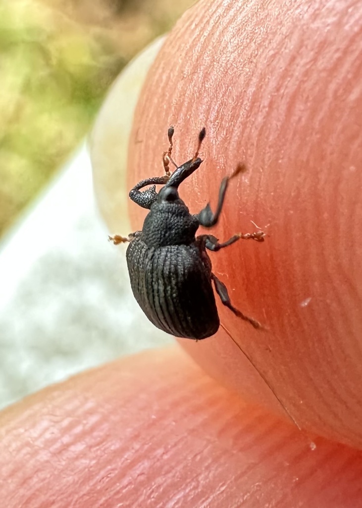 Yellow Poplar Weevil in June 2024 by caseygirard · iNaturalist
