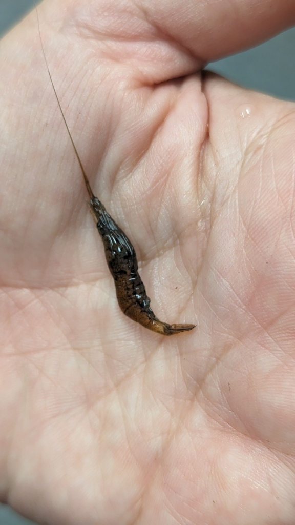 Eastern Grass Shrimp from Glades County, FL, USA on June 6, 2024 at 11: ...