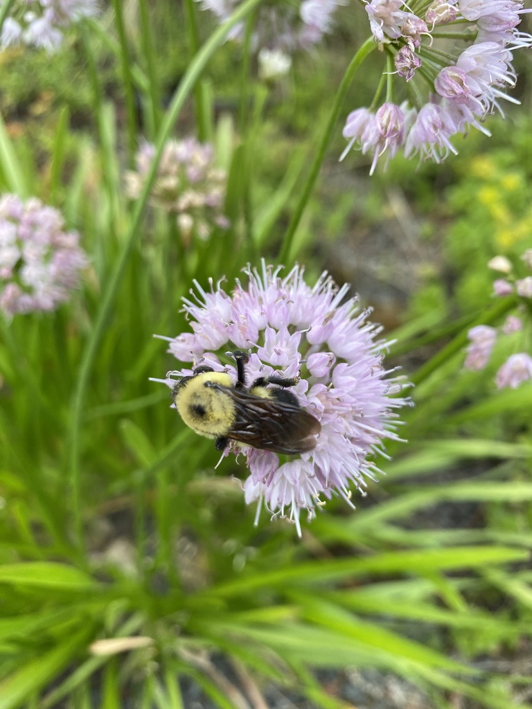 Brown-belted Bumble Bee from N Salisbury St, Raleigh, NC, US on June 6 ...