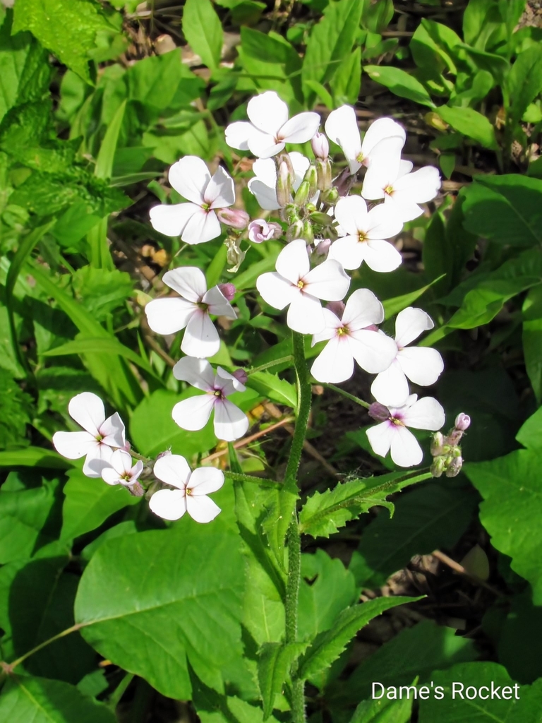 dame's rocket from Dutchmn's Landing, NY 12414, USA on May 25, 2024 at ...