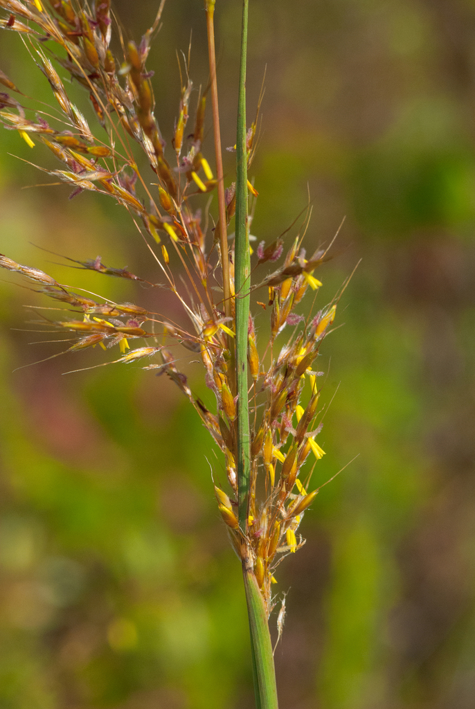 Indiangrass (Grasses, Sedges, Catails, and Allies (Order Poales) of ...