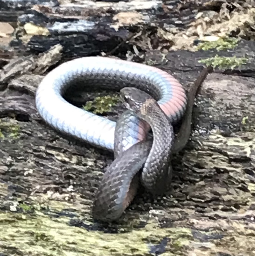 Red-bellied Snake from Daniel Boone National Forest, Stanton, KY, US on ...