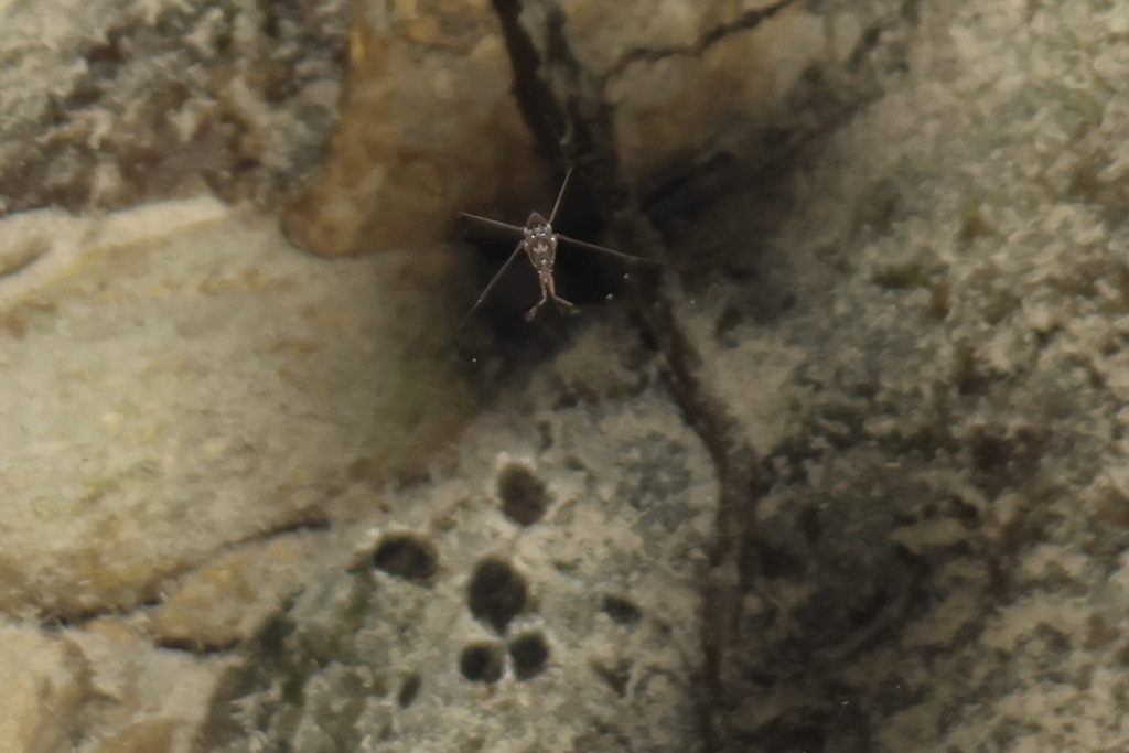 North American Common Water Strider from Miller Springs Park, Temple ...