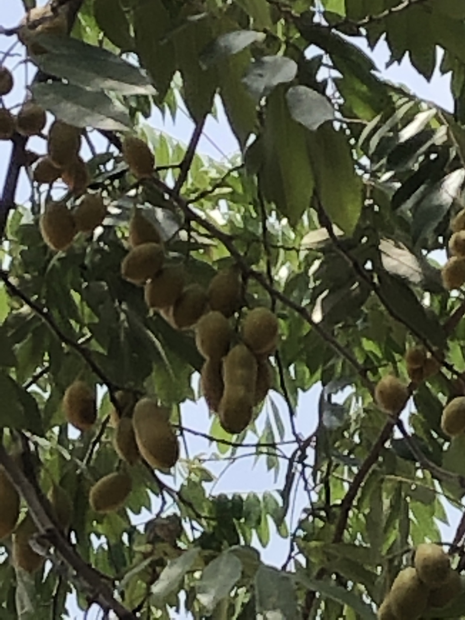 Swartzia cubensis (Britton & P.Wilson) Standl.