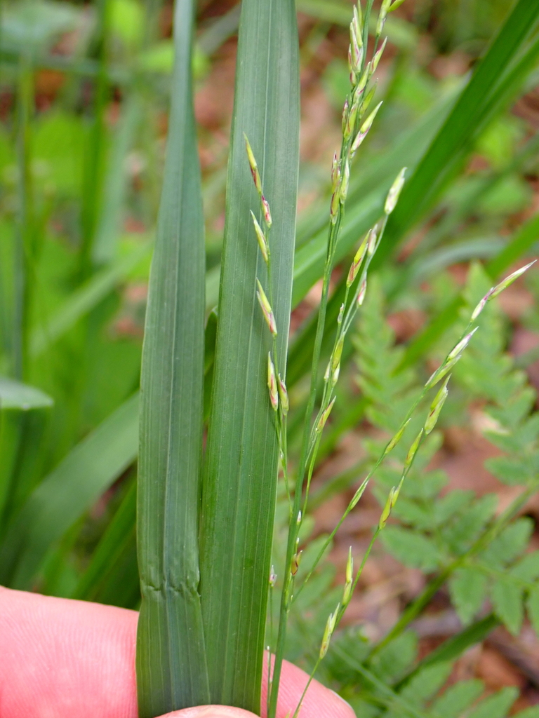 reed meadowgrass from York, UK on June 6, 2024 at 10:35 AM by Zeke ...