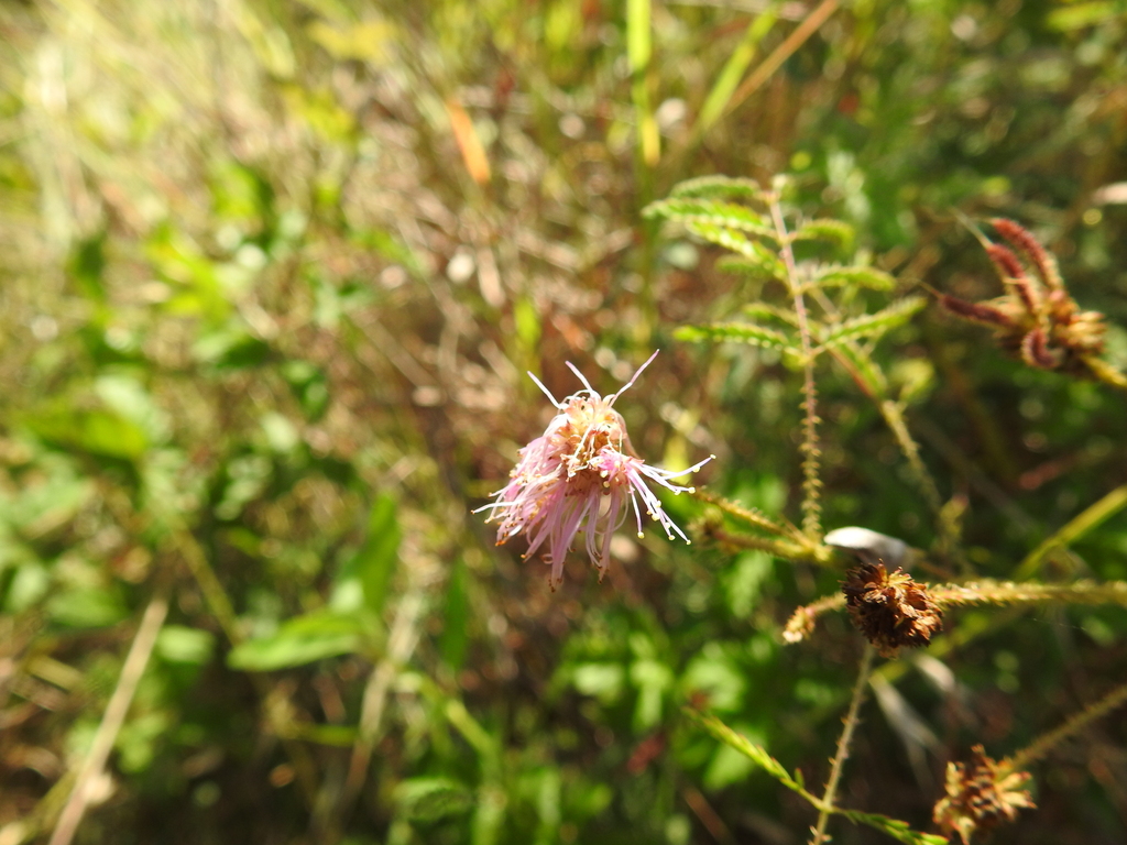 Catclaw Briar from Bastrop County, TX, USA on June 6, 2024 at 09:25 AM ...