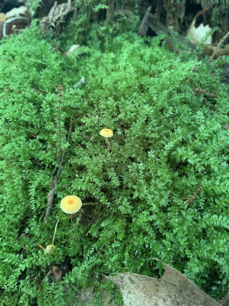 Mosscap from Hoosier National Forest, Marengo, IN, US on June 6, 2024 ...