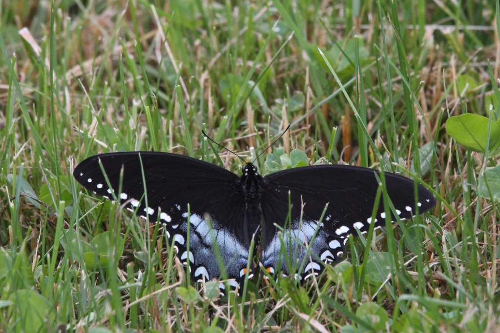 Spicebush Swallowtail from Grove Township, PA, USA on June 6, 2024 at ...