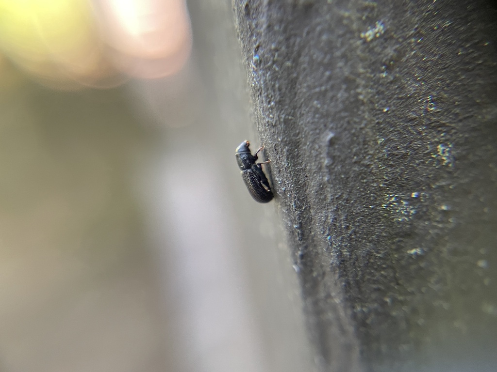 Stenoscelis brevis in May 2024 by northerly · iNaturalist
