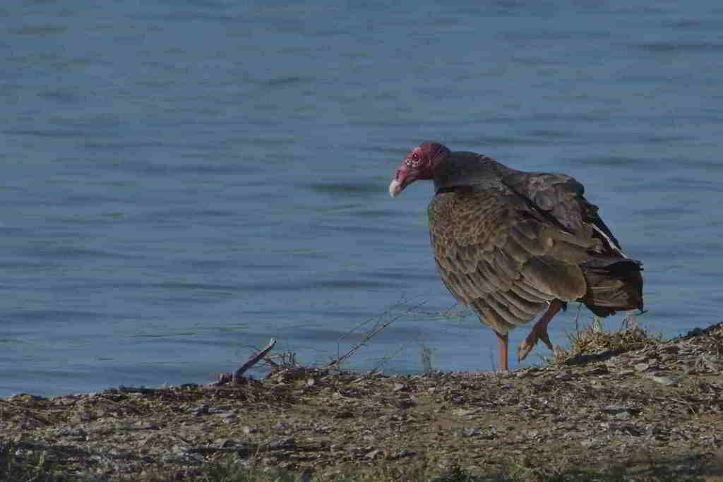 Turkey Vulture from Condado de Zapata, Texas, EE. UU. on March 26, 2024 ...