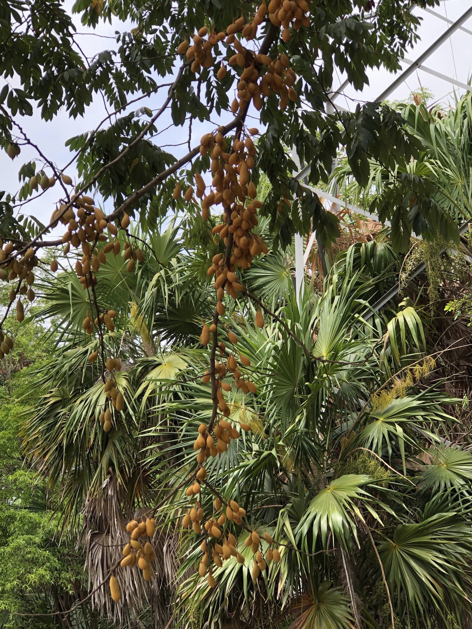 Swartzia cubensis (Britton & P.Wilson) Standl.