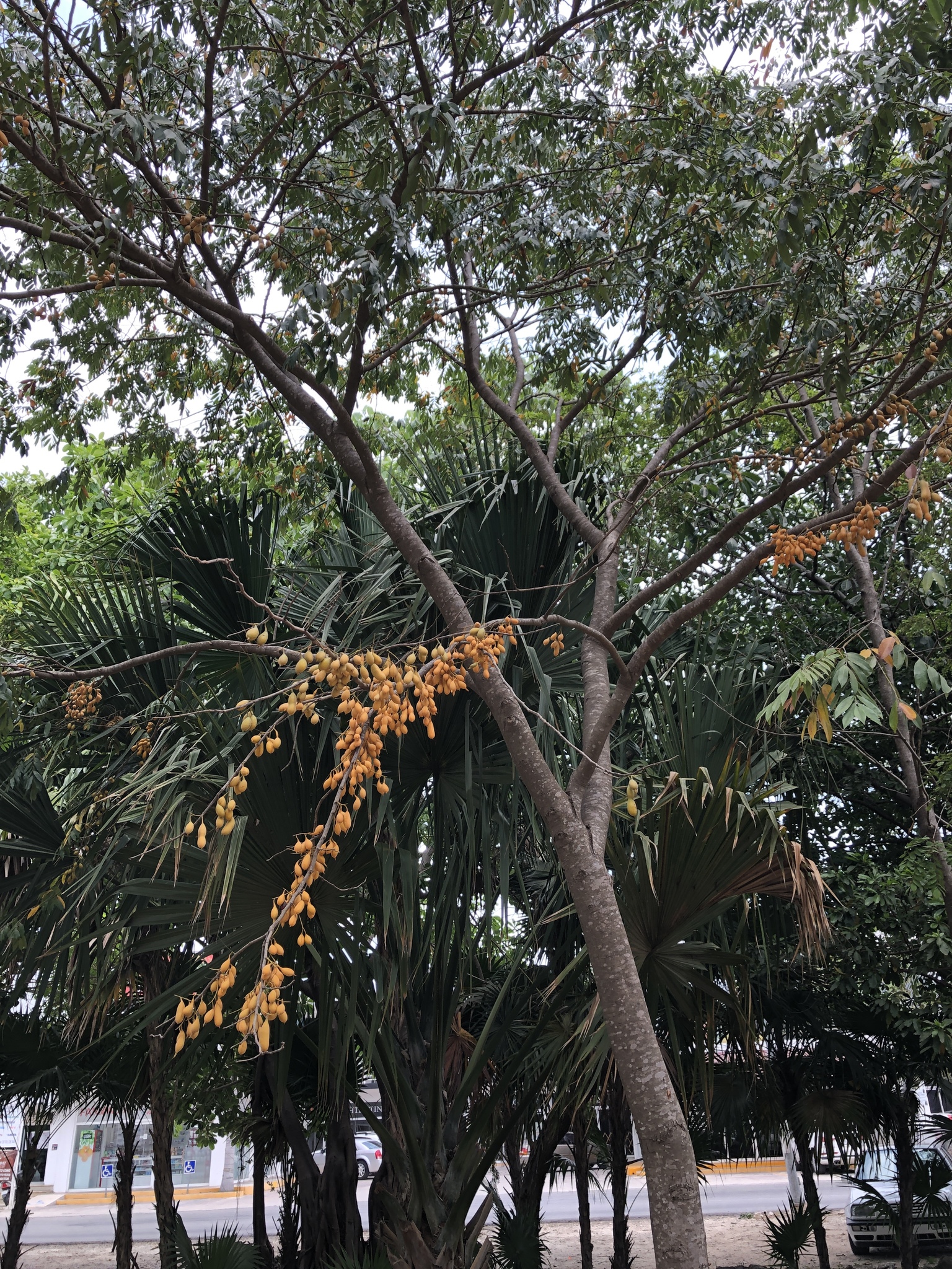 Swartzia cubensis (Britton & P.Wilson) Standl.