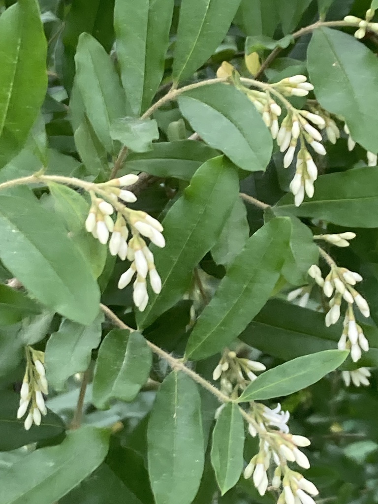 border privet from West Hill, Albany, NY, US on June 6, 2024 at 01:22 ...