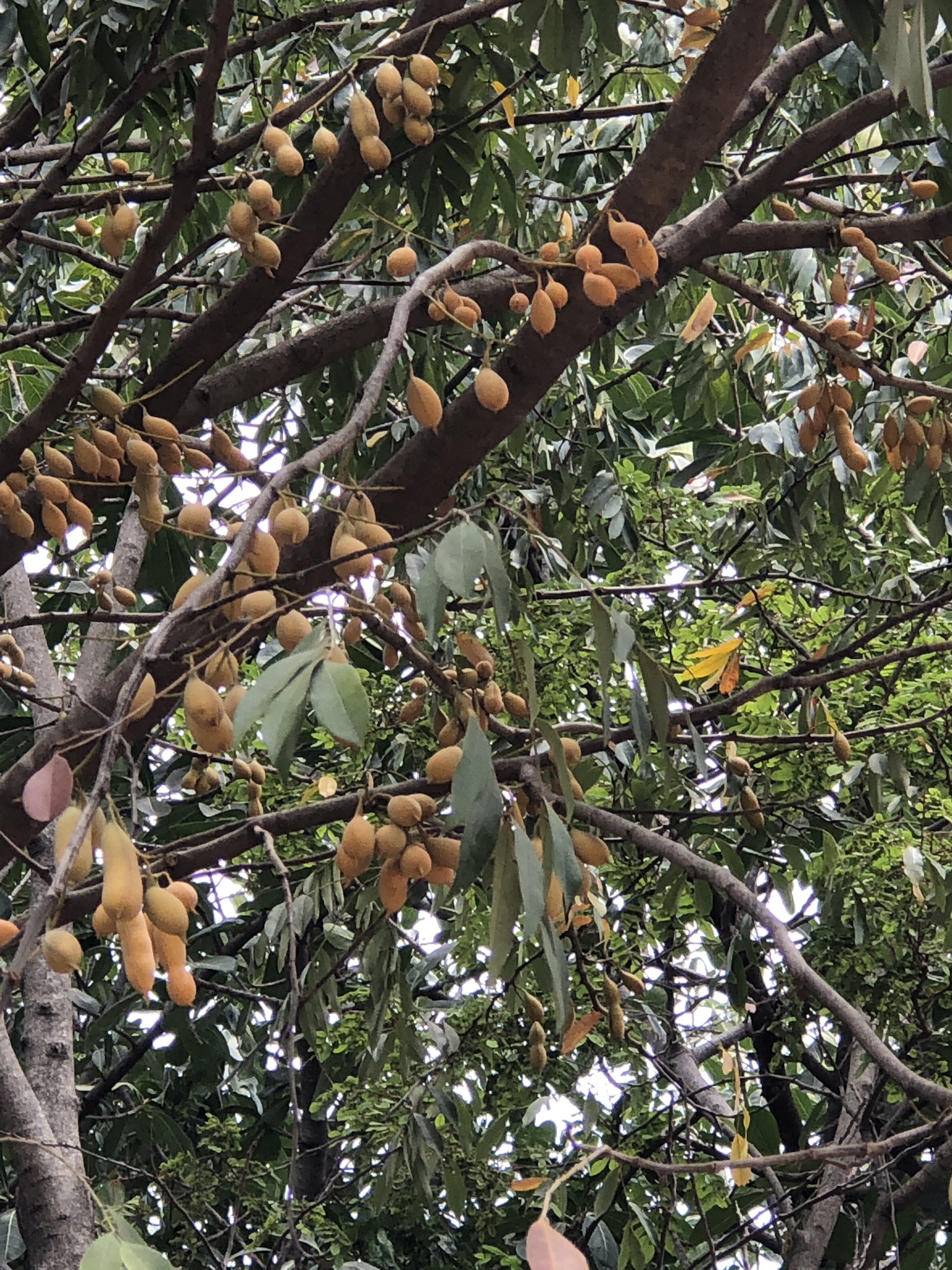 Swartzia cubensis (Britton & P.Wilson) Standl.