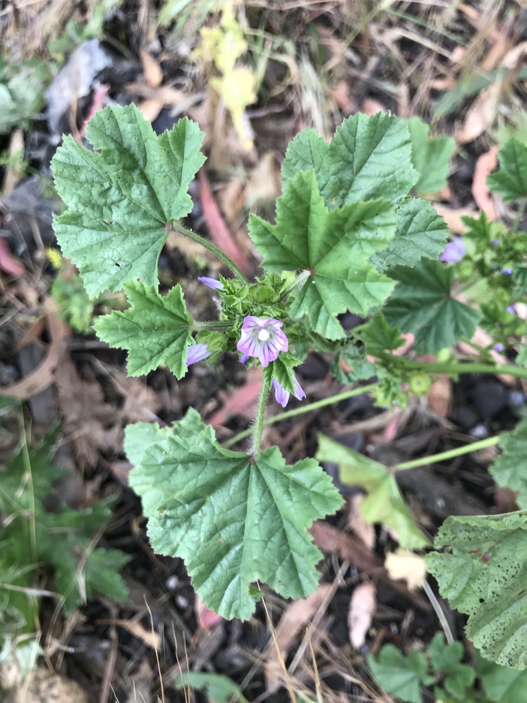Mallows from 3004 Mission St, Santa Cruz, CA, US on May 17, 2019 at 12: ...