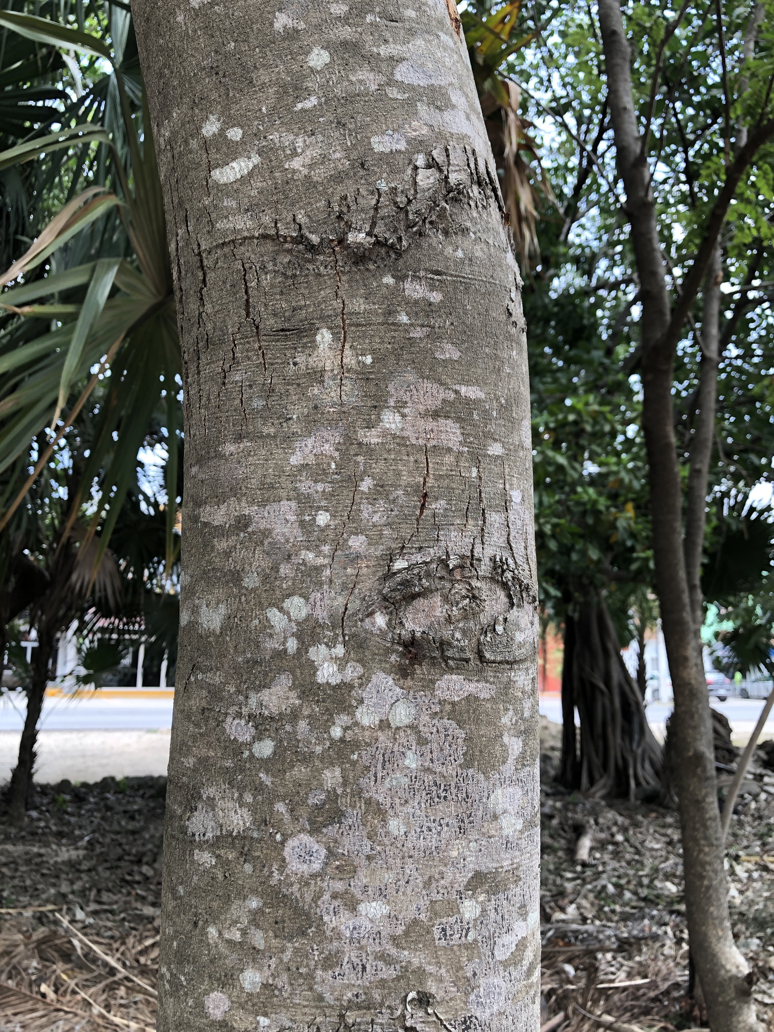 Swartzia cubensis (Britton & P.Wilson) Standl.