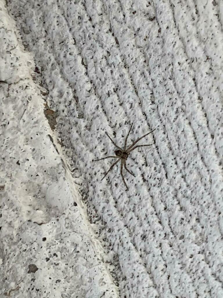 Turf Running Spider from Desarrollo Especial Talleres F.F.C.C ...