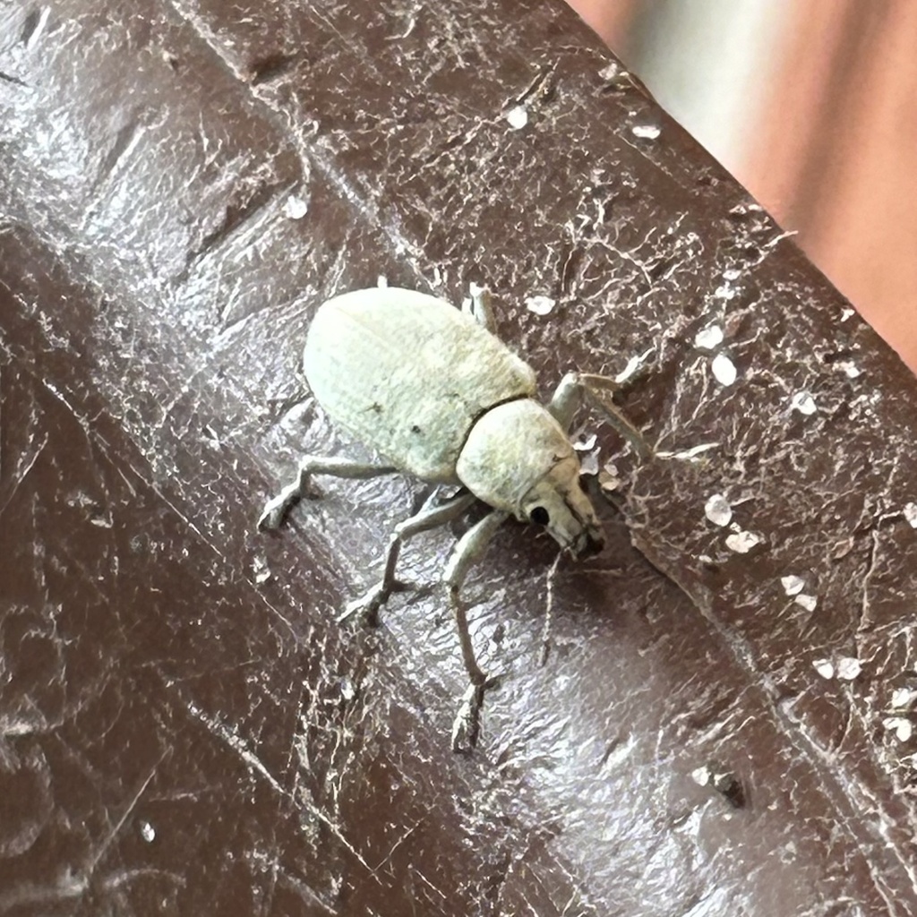 Northern Citrus Root Weevil from Beach Blvd, Biloxi, MS, US on June 6 ...