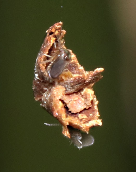 Moth Flies in May 2024 by juliegraham173 · iNaturalist
