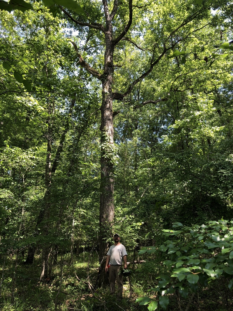 Bluff Oak from 36875, Seale, AL, US on May 17, 2019 at 01:59 PM by ...