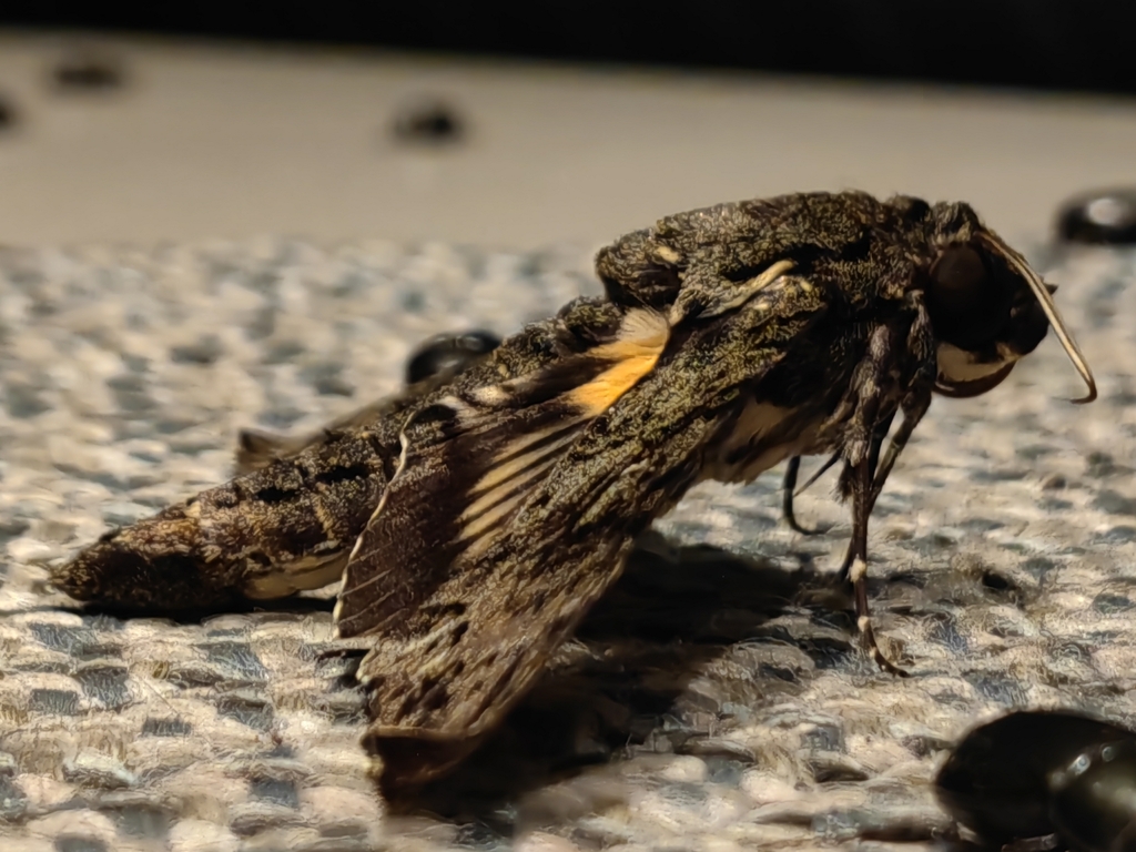 Duponchel's Sphinx from Limón, Roxana, Costa Rica on June 4, 2024 at 09 ...