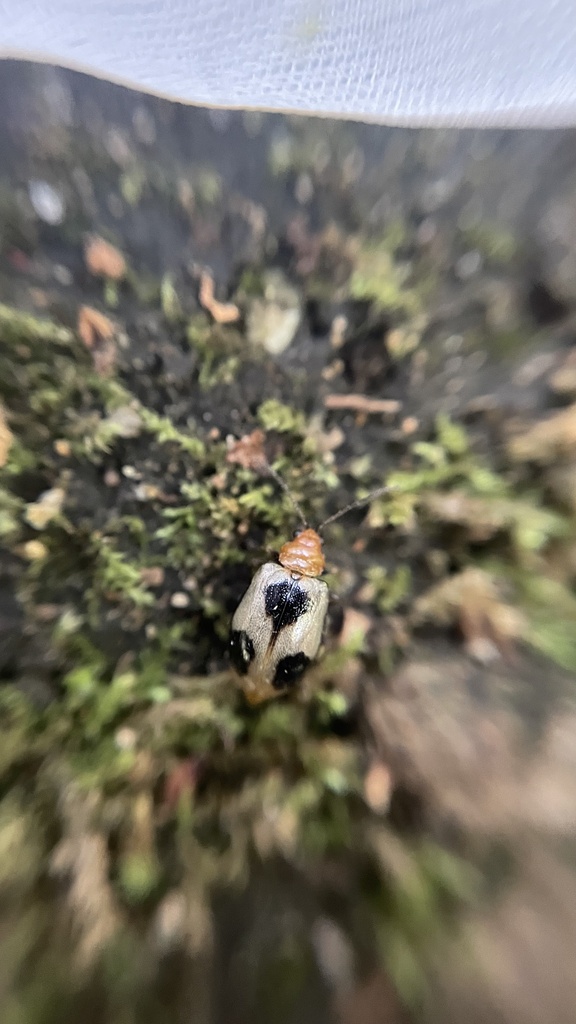 Paridea angulicollis in May 2024 by tofuinsect · iNaturalist